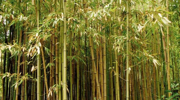 Bambu: um material sólido e duradouro